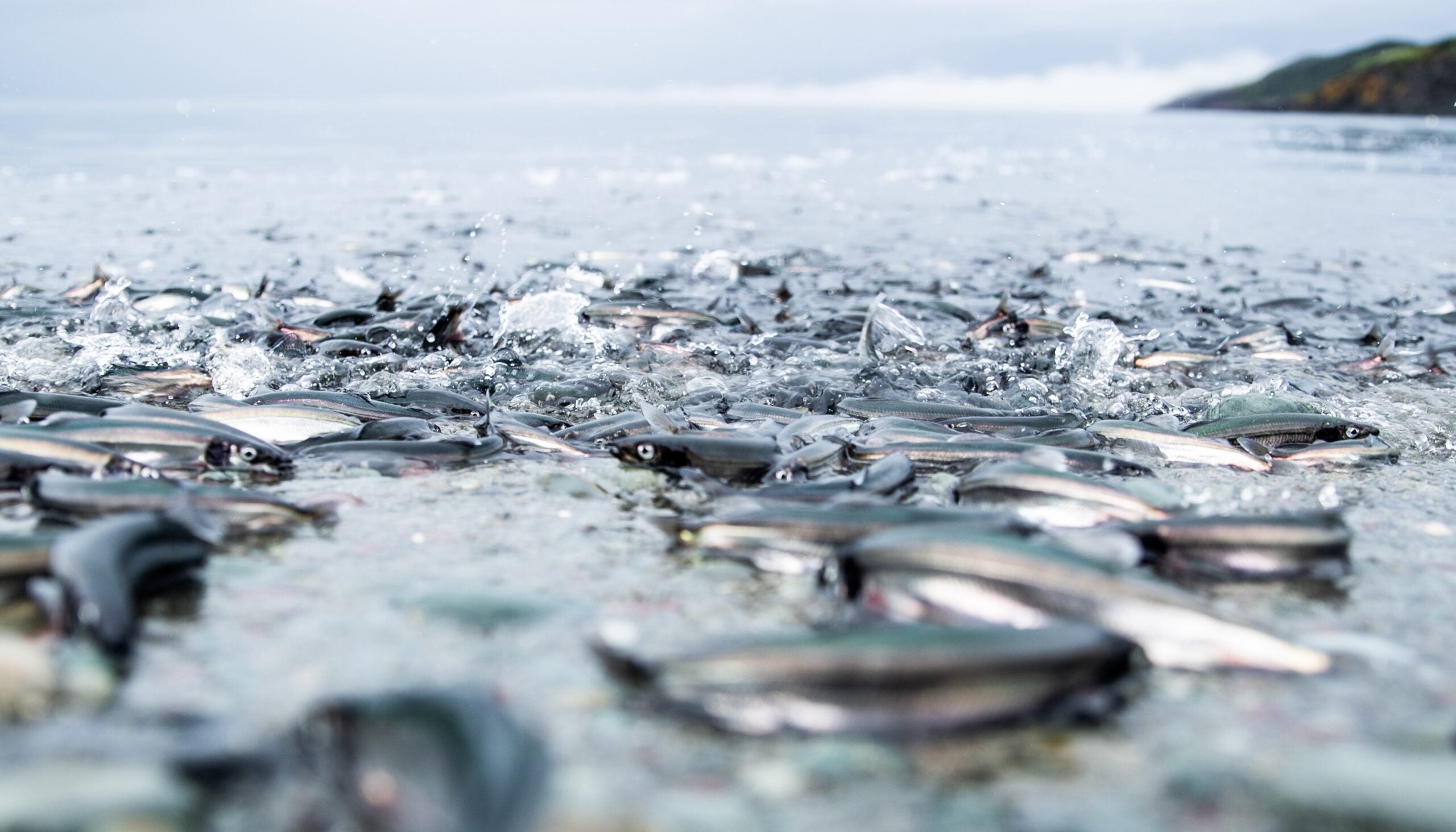 Rebuilding Capelin: Everybody’s Fish, Everybody’s Responsibility ... Rebuilding Capelin: Everybody’s Fish, Everybody’s Responsibility ...